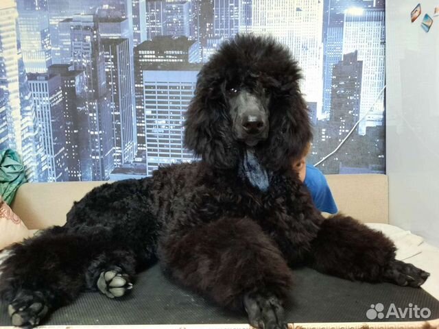 Пудель большой