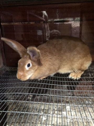 Бургунские кролики
