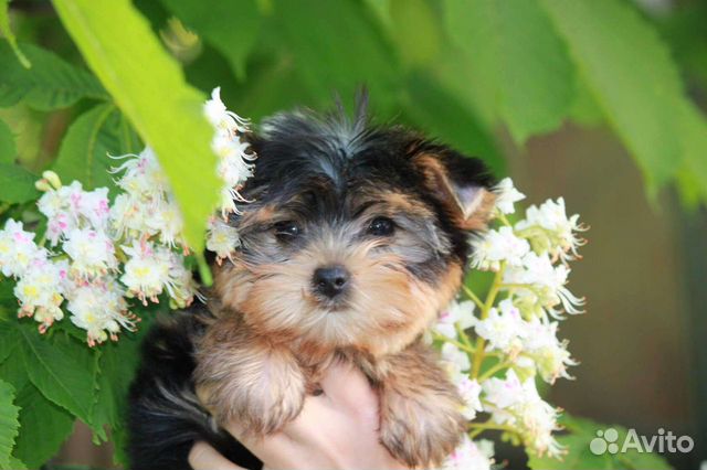 Йоркширский терьер