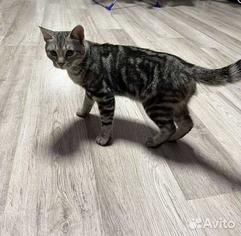 Кот