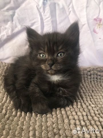 Кошечка Сибирская 2 мес