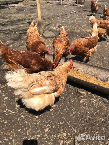 Курочки несушки