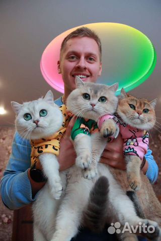 Британские шиншиллы