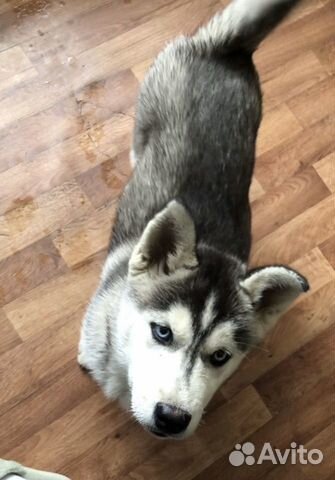 Щенки хаски