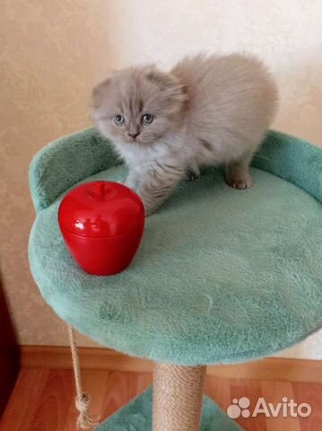 Шатланская вислоухая девочка