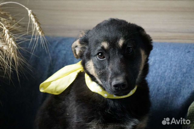 Овчарка метис в добрые руки