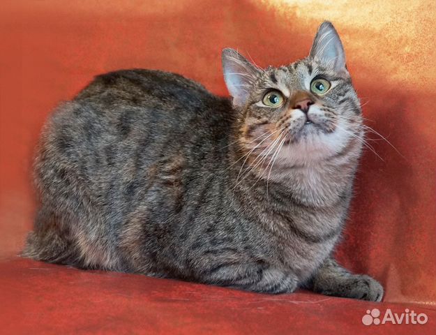 Макс - чудесный юный котик в полосочку