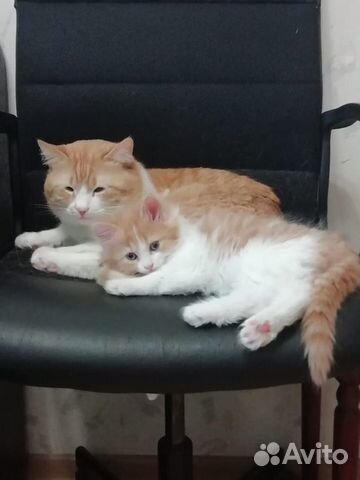 Котенок в дар