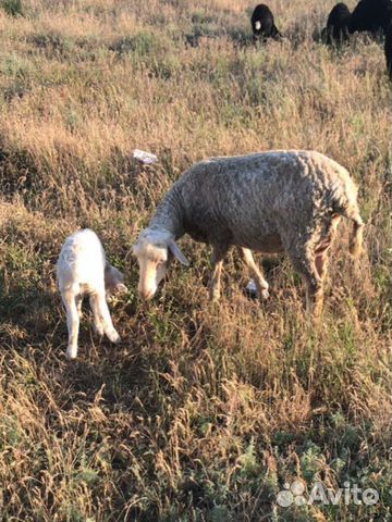 Овцы с ягнёнком