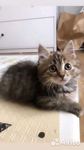 Котёнок в добрые руки