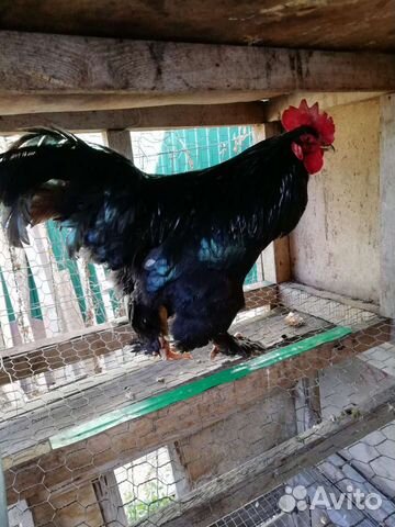 Петух Кохинхин чёрный пордный