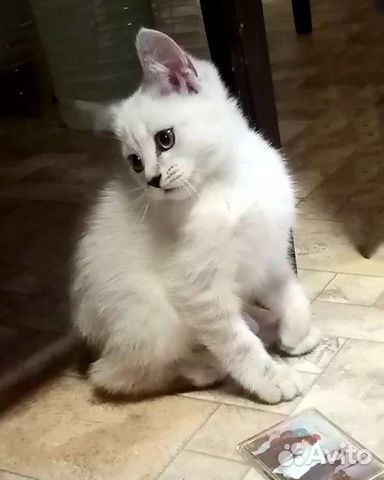 Котёнок в добрые руки курильский бобтейл