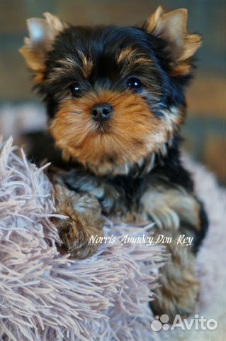 Мини йорк мальчик