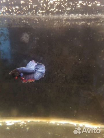 Рыбка петушок