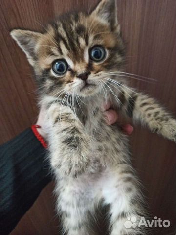 Котята породистые бесплатно