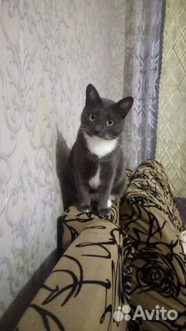 Возьму в дар котенка от кошки мышеловки