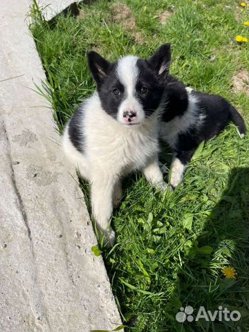 Русское Европейская Лайка