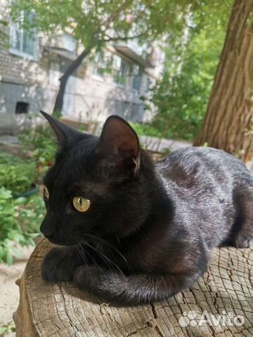 Котик в добрые руки, 5 мес. Привит, лоток 5+