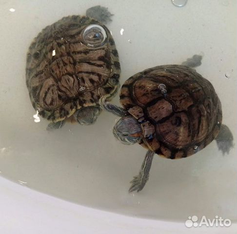 Три красноухие черепашки