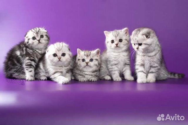 Шотландские вислоухие котята