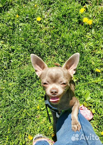 Любовь лилового цвета