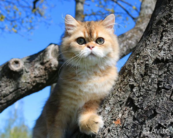 Супер ласковый шотландский котенок