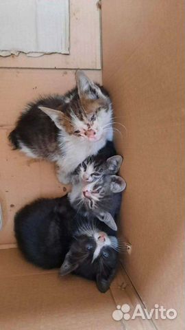 Котята в беде