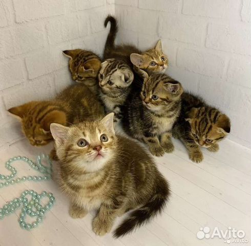 Шотландские котята