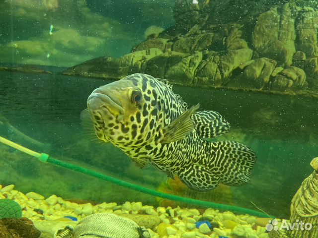 Цихлазома манагуанская ягуар