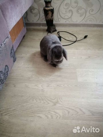 Декоративные кролики вислоухие