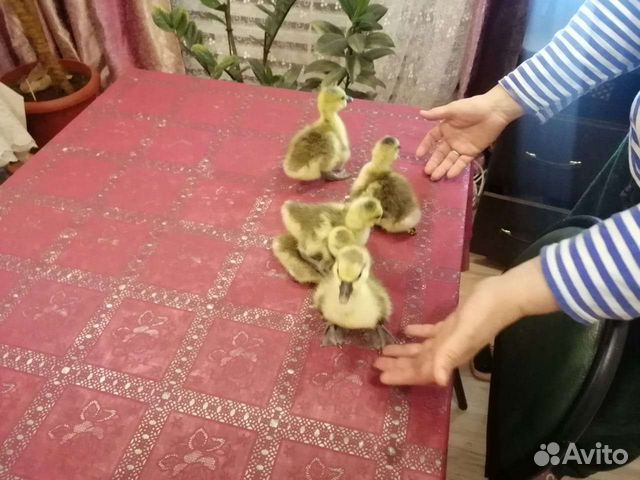 Гусята