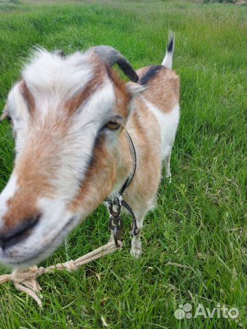 Коза Ломанча безухая