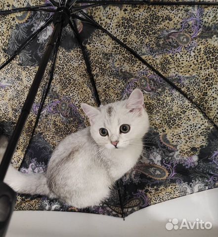 Котёнок серебристая шиншилла
