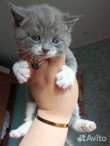 Шотландские котята