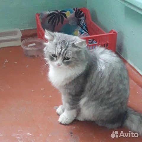 Кошка бесплатно в подьезде