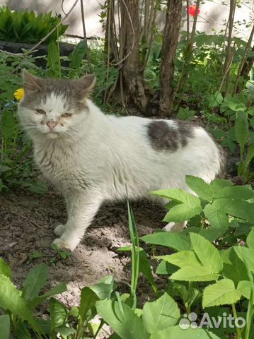 Кот на улице Ищем дом