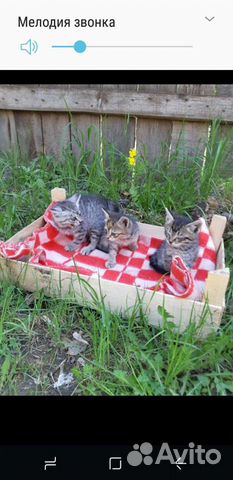 Котята в добрые руки д