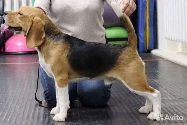 Щенки бигль питомник