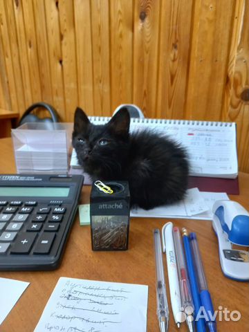 Черный котенок в добрые руки девочка