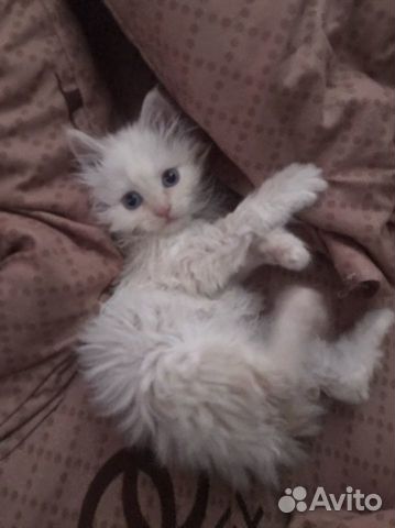 Сибирская кошка