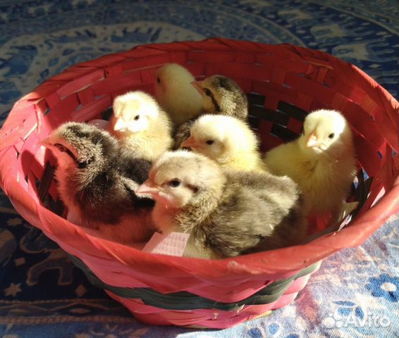 Инкубационное яйцо Леггорн Белый и Серебристый