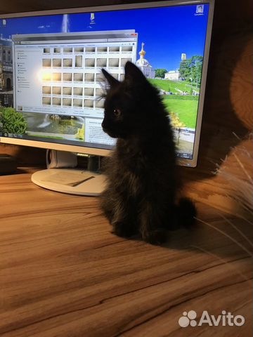 Котенок