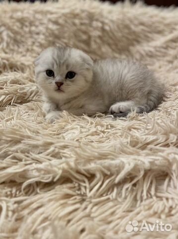 Британская серебристая шиншилла