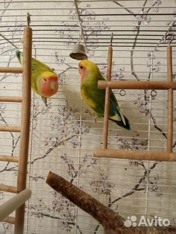 Попугаи-неразлучники (парочка+клетка+гнездо)
