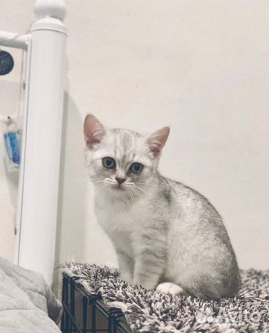 Шотландский котенок