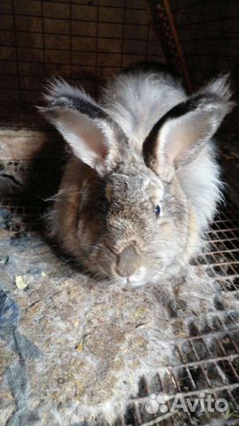 Пуховые кролики