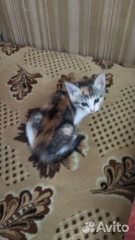 Котенок девочка