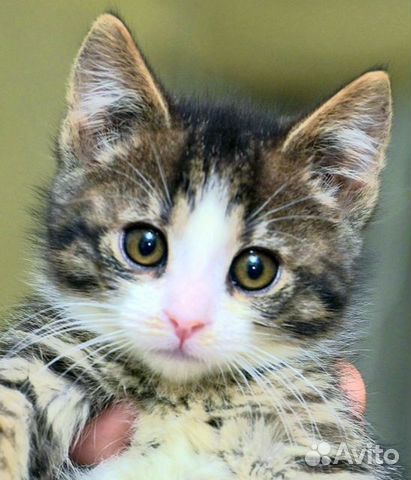 Очаровательный котенок