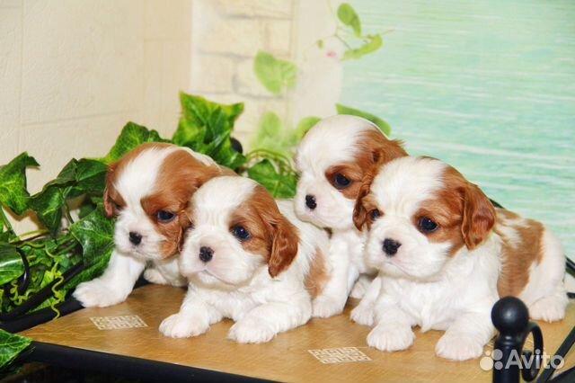 Кавалер Кинг Чарльз спаниель очаровательные малыши