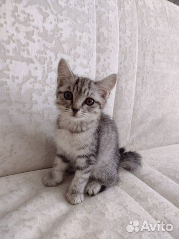 Марсик ищет дом